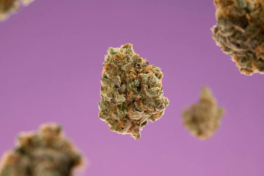 Everything You Should Know About the Granddaddy Purple Strain