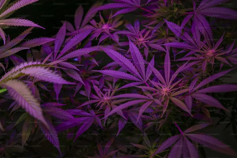 Everything You Should Know About the Granddaddy Purple Strain